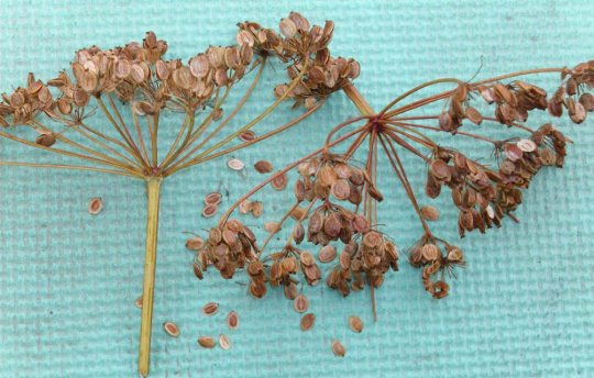 How to save your own seeds | Common Good Food